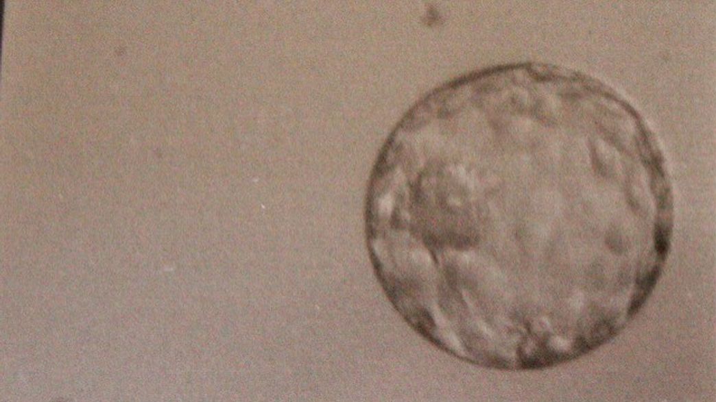 Mammal Embryos Have Been Grown In Space For The First Time | IFLScience