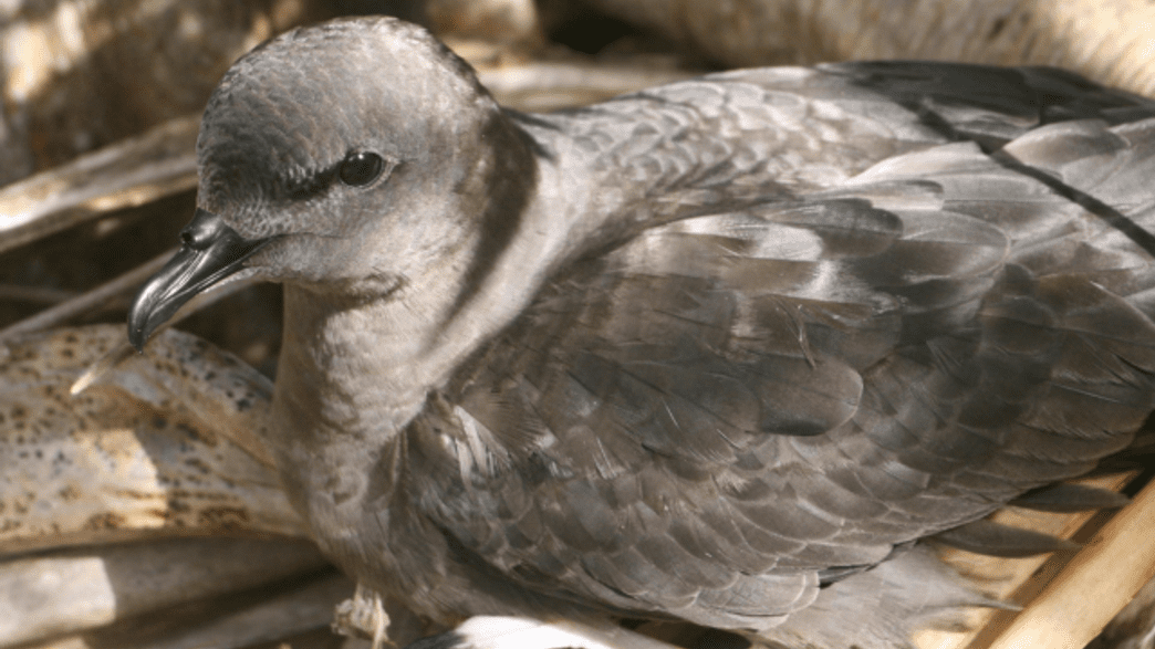 How Did Mass Poisoning Fail To Eradicate Rats On A Small Pacific Island ...