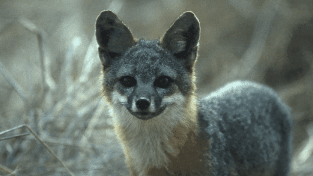 Island Foxes May Be The Least Genetically Variable Wild Animals ...