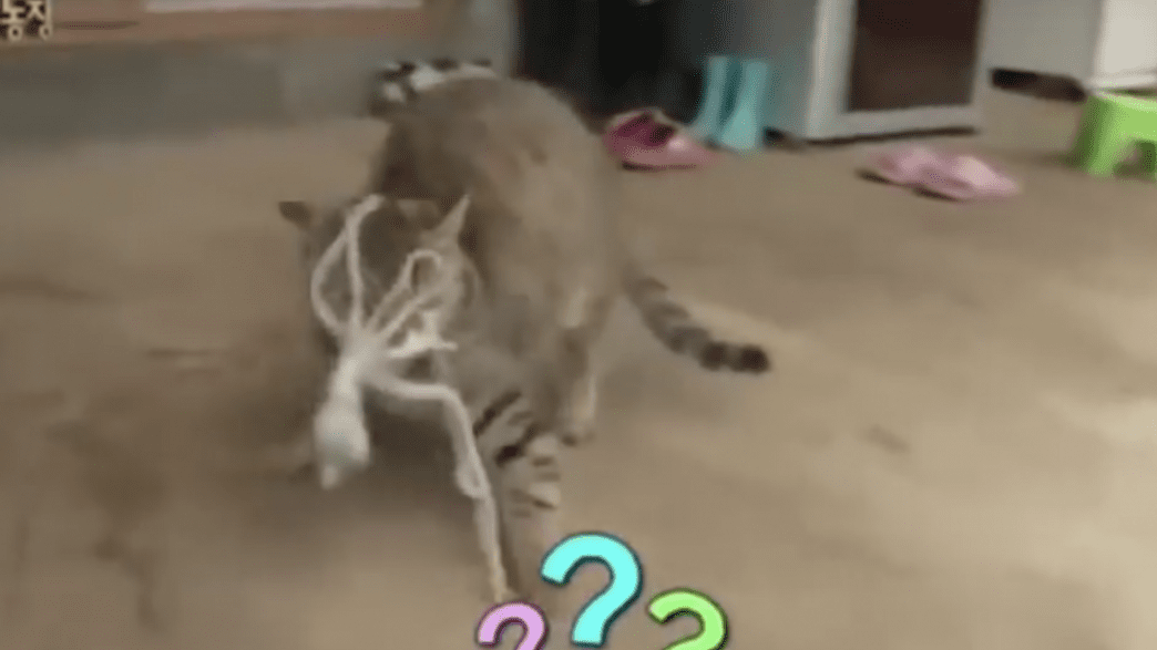 Watch What Happens When A Cat Tries To Eat A Live Octopus | IFLScience