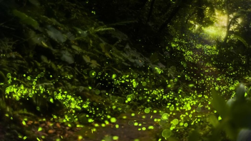 Firefly Gene Lights Path To HIV Protection In Women | IFLScience