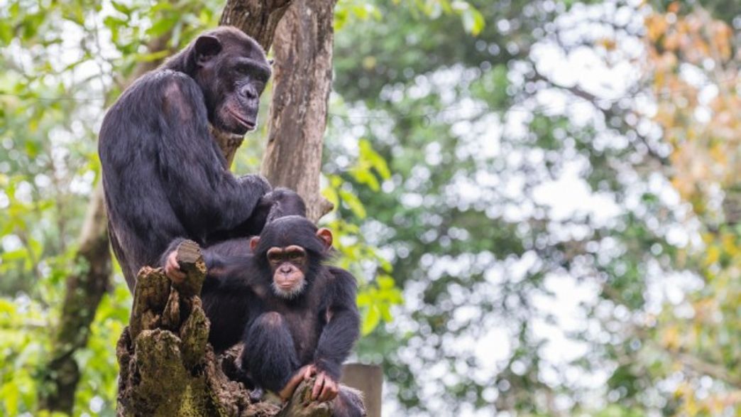 Hundreds Of Laboratory-Riased Chimpanzees Are About To Experience ...