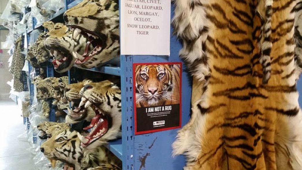 Smartphone App Allows Tourists To Monitor Illegal Wildlife Crime ...
