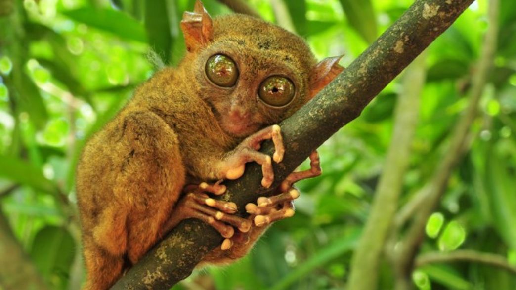 New Primate Fossils Reveal How Climate Change Assured The Rise Of ...