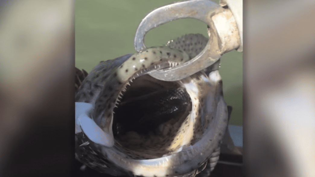 These Fisherman Found Something Very Unexpected Lurking In A Cod’s ...