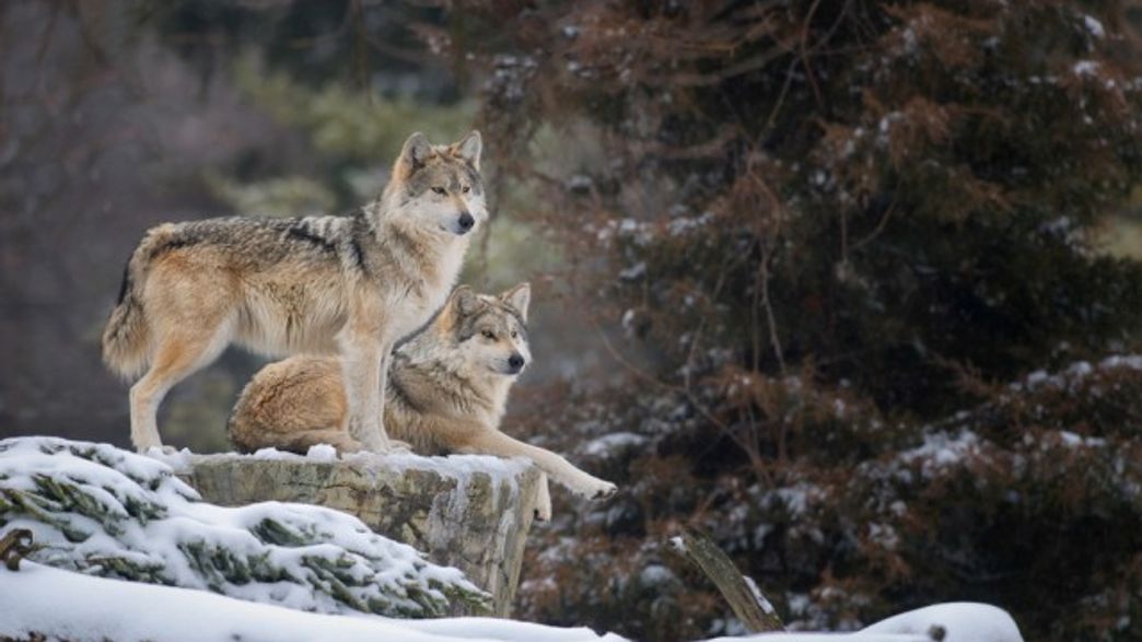 Legal Hunting Of Wolves May Actually Increase Poaching | IFLScience