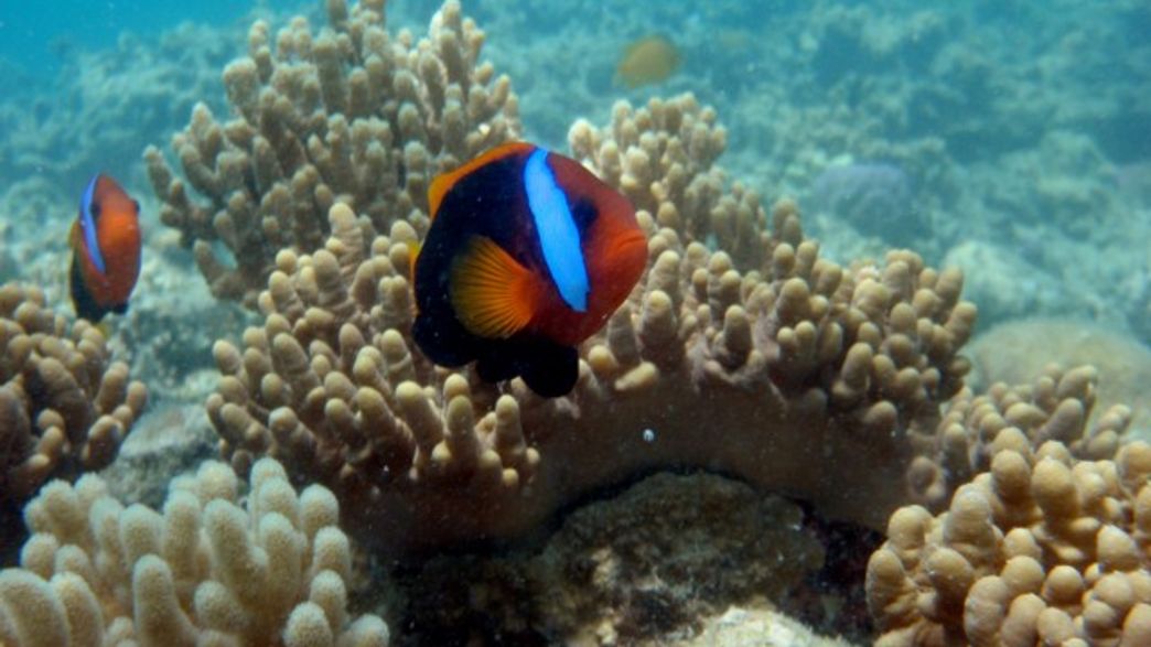 How To Save Nemo From Being Loved To Death | IFLScience