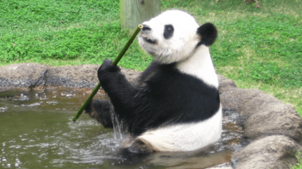 Why Is Panda Poop Gooey In The Summertime? | IFLScience