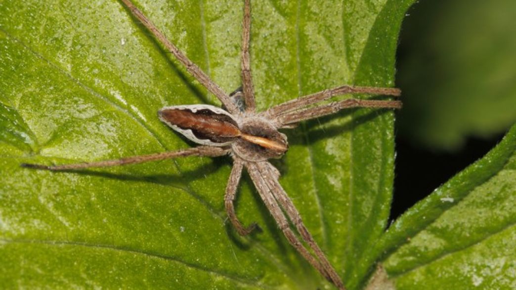 Male Spiders Who Bring "Nuptial Gifts" Are Cannibalized Less | IFLScience
