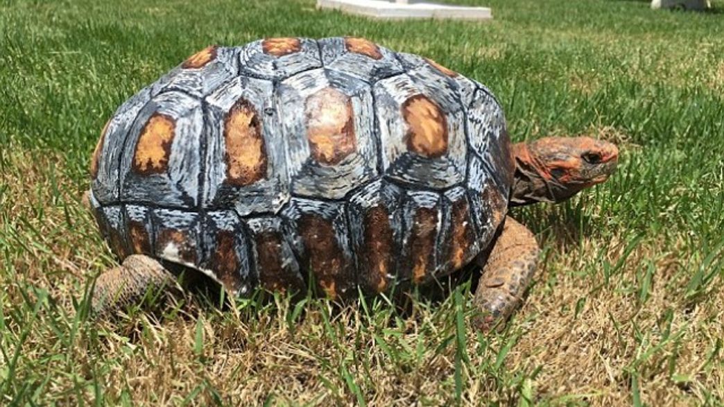 Tortoise Receives A 3D-Printed Shell After It Was Burnt In A Forest ...
