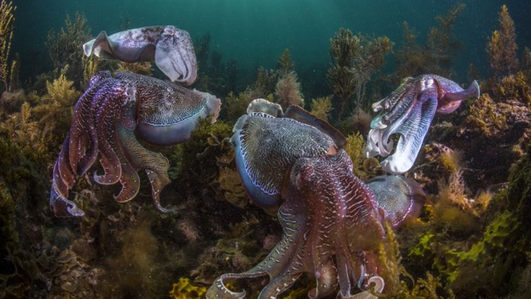 Octopuses And Squid Around The World Are Enjoying A Boom | IFLScience