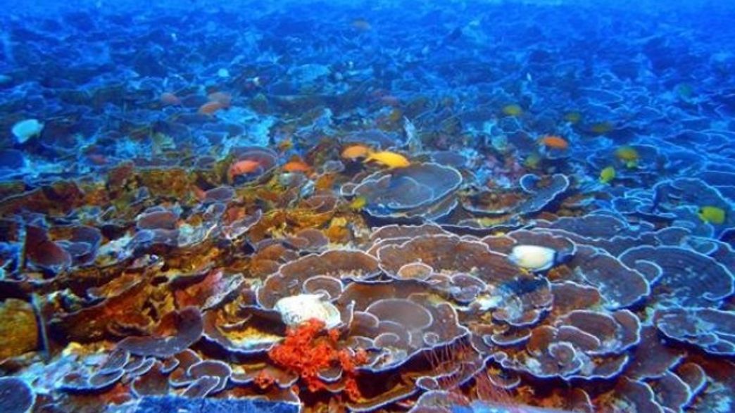 Could Deep Waters Save Coral Reefs? | IFLScience