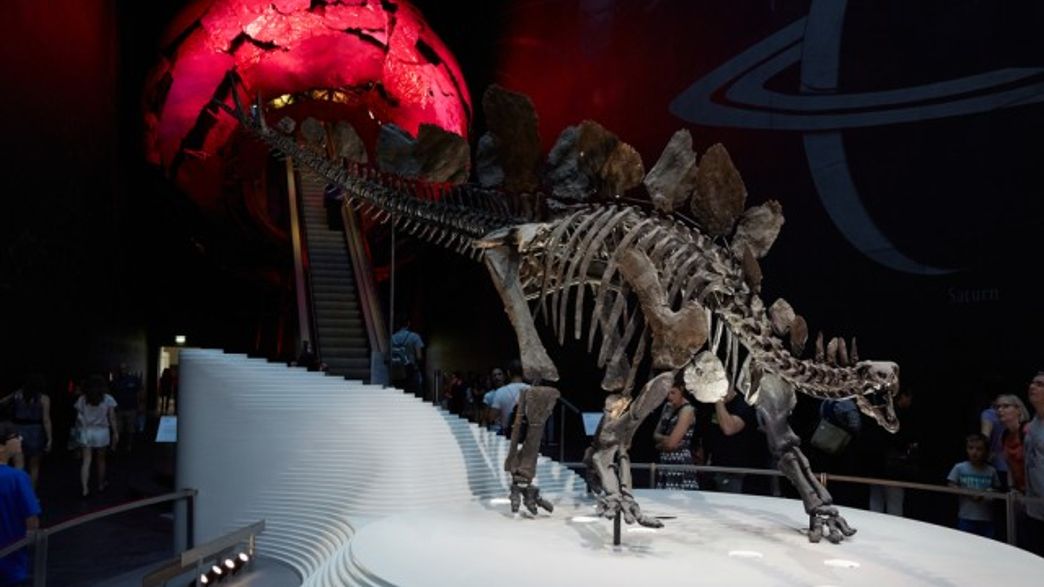 Study Reveals Bite Strength Of Stegosaurus Was Similar To A Cow ...