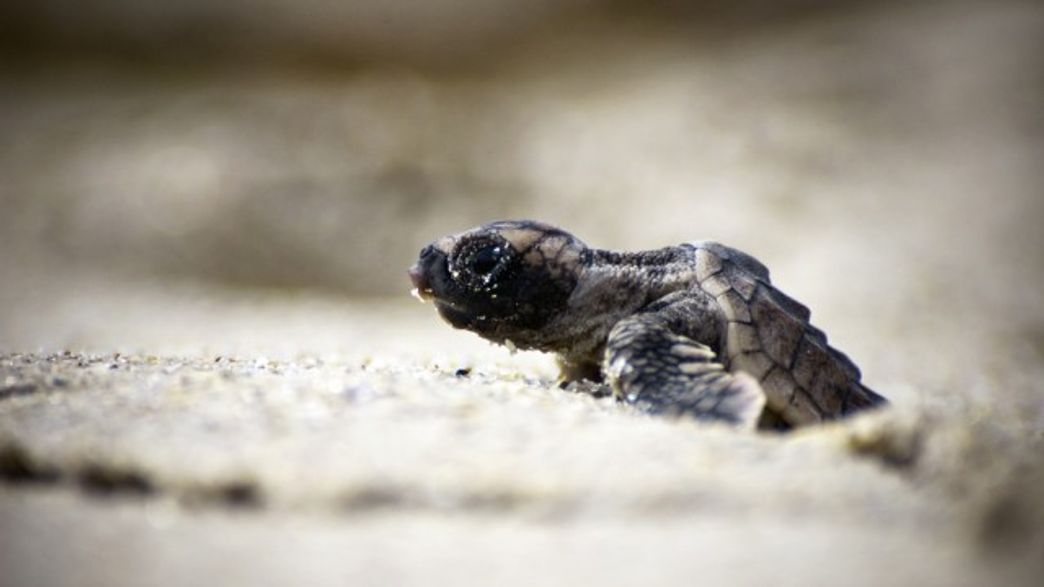 Light Pollution Leads Baby Sea Turtles Astray, Study Shows | IFLScience