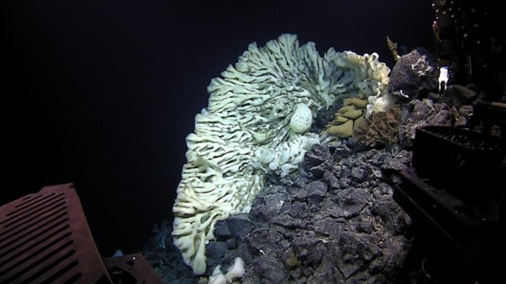 Scientists Discover The World's Largest Sea Sponge | IFLScience