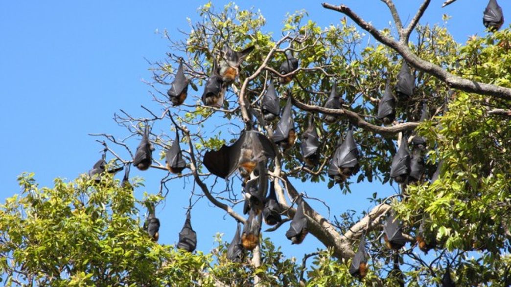 100,000 Flying Foxes Are Causing Chaos In A Small Australian Town ...