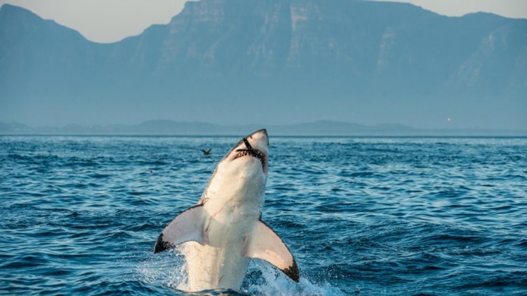 Just Be Yourself: Each Shark Has Its Own Personality | IFLScience