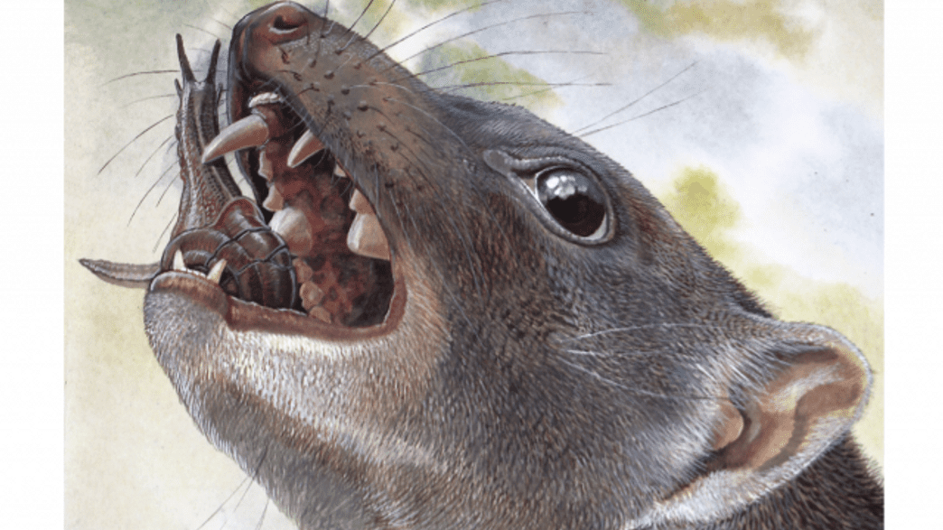 New Family Of Extinct Marsupials Discovered In Australia | IFLScience