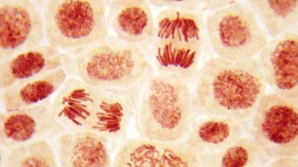 Researchers Create DNA "Tape Recorder" To Track Individual Cell's ...