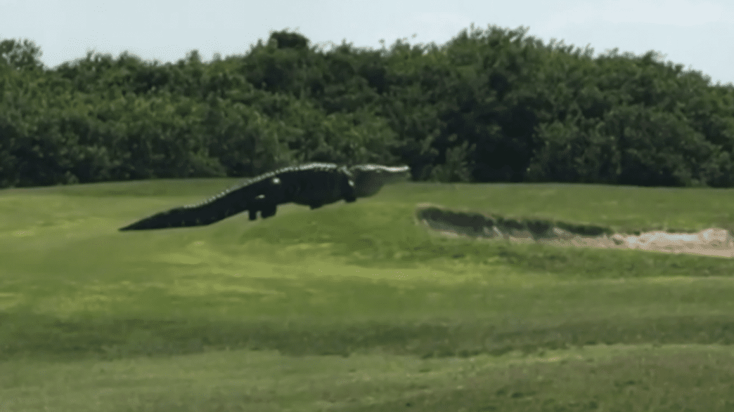 Ridiculously Big Alligator Spotted Strolling Across Golf Course In ...
