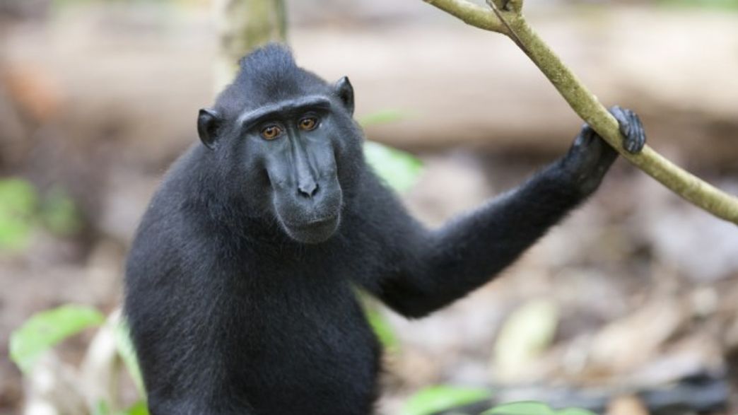 See A Rare Monkey “Chatter” To A Camera | IFLScience