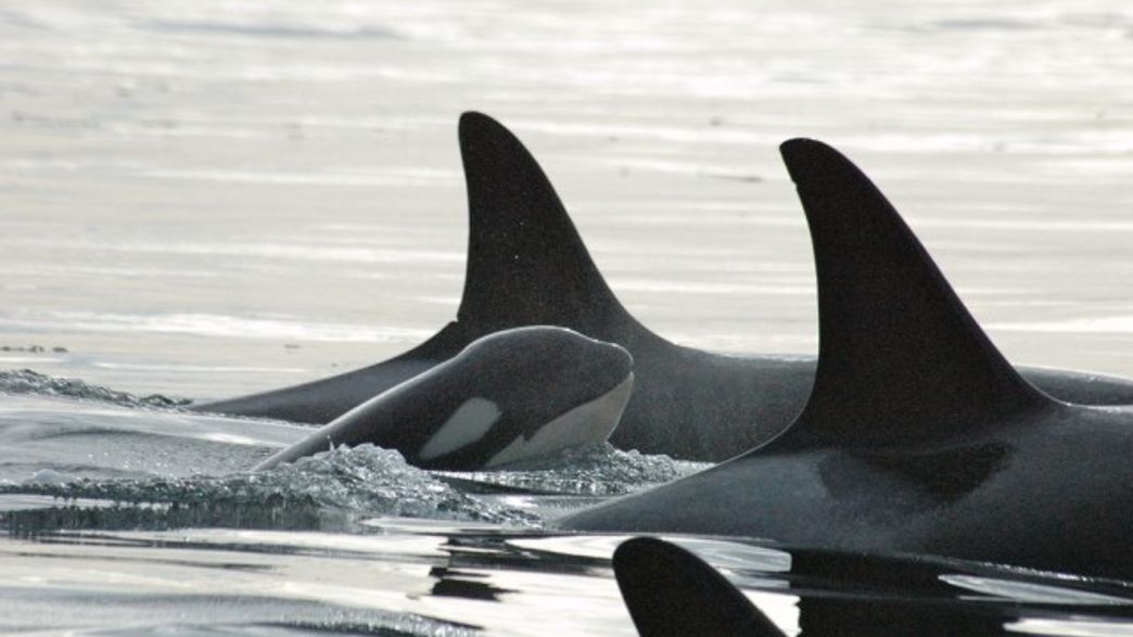 Just Like Humans, Killer Whales’ “Culture” Is Driving Their Evolution ...