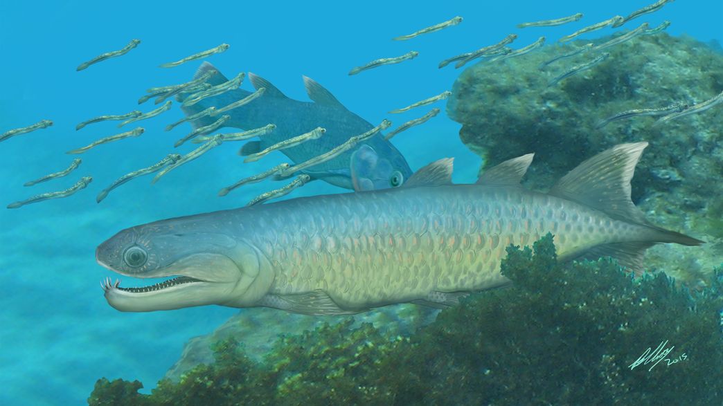 This Ancient Fish Helps Bridge A Gap In Our Early Evolution, Before ...