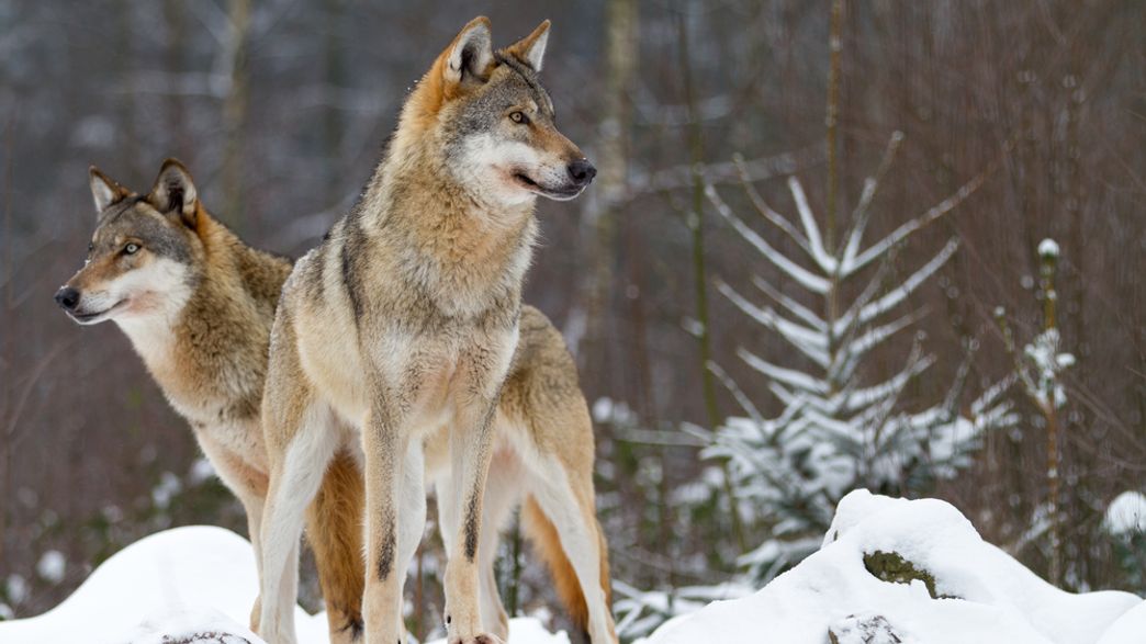 Wolves Were Domesticated Twice To Become Man’s Best Friend | IFLScience