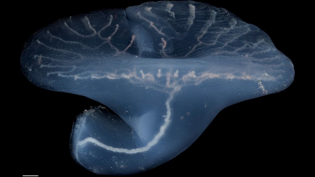 深海生物の謎が部分的に解明される