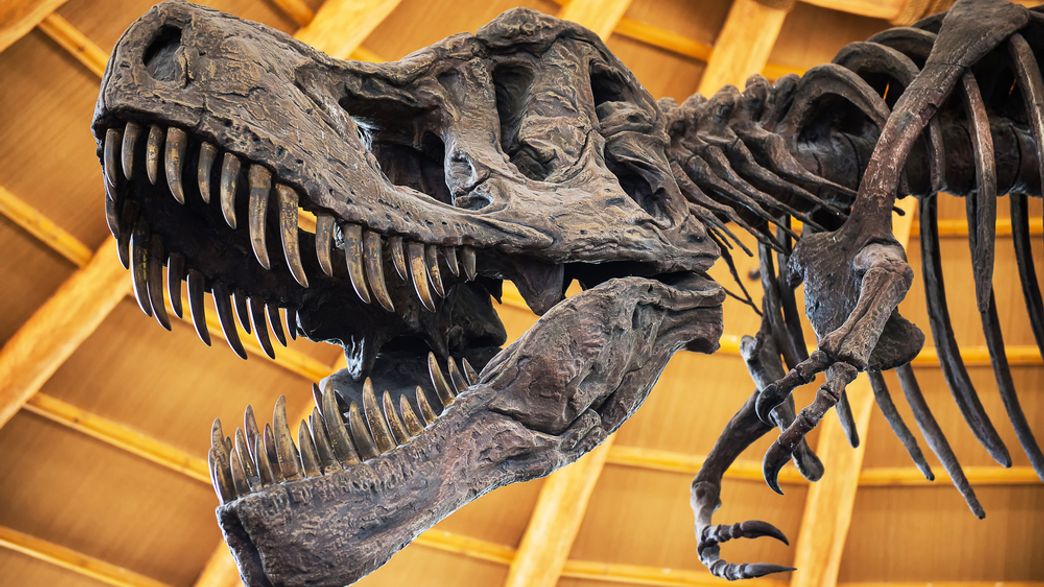 Mammals Began To Take Over The World Long Before The Dinosaurs Perished ...