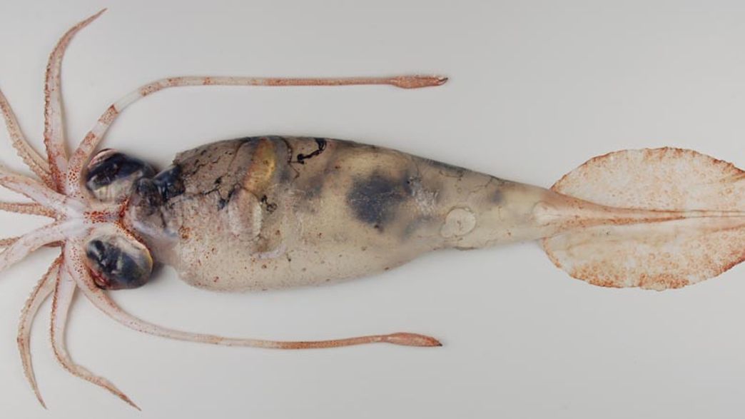 Deep Sea Squid Uses Optical Fibers To Create An Invisibility Cloak ...