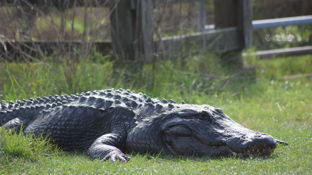 An Alligator Has Been Found With A Human Body In Its Mouth In Florida ...