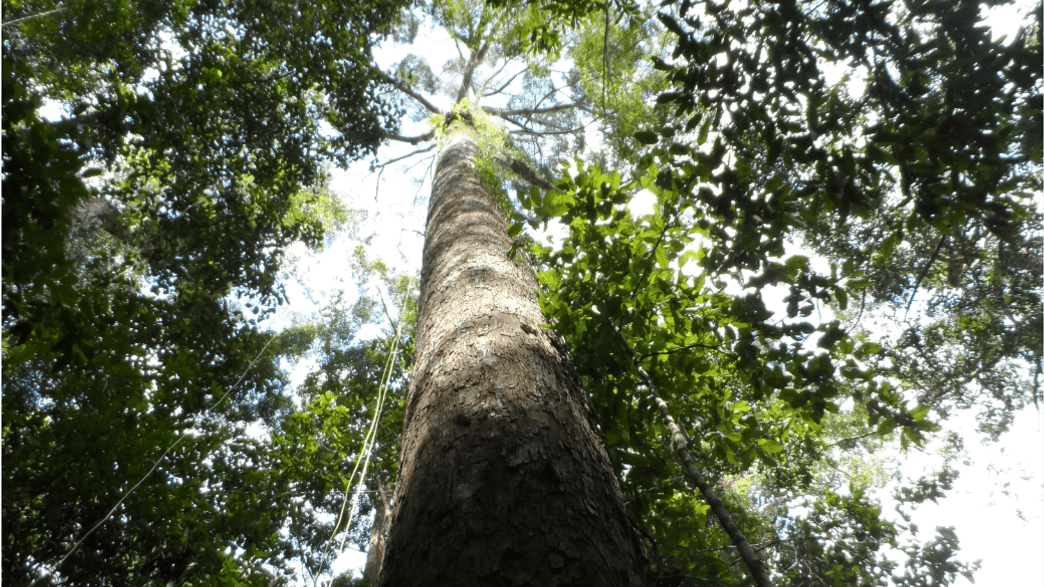 Tallest Tree In The Tropics Found In The Remote Malaysian Rainforest ...