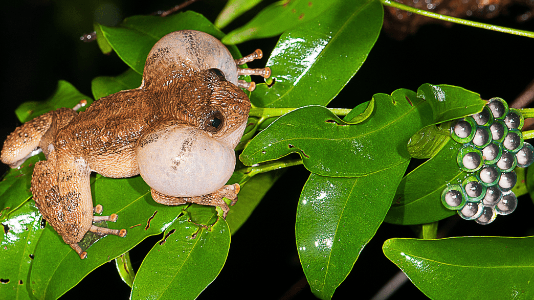 New Frog Sex Position Observed In India | IFLScience