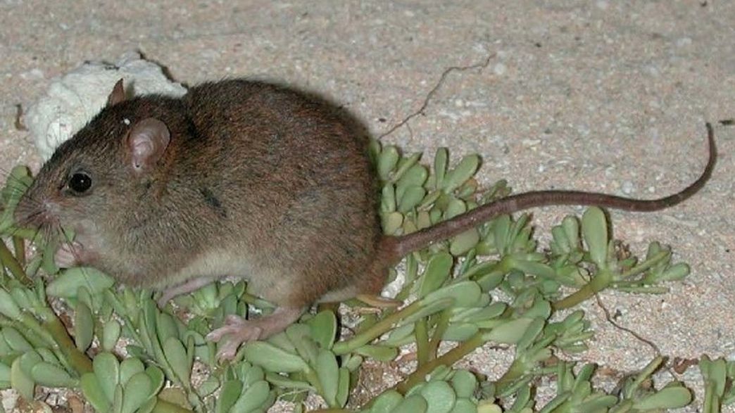 Rising Seas Due To Climate Change Claim Their First Mammal Species ...