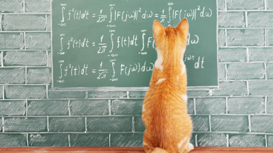 Cats Understand Basic Laws Of Physics, According To Study | IFLScience