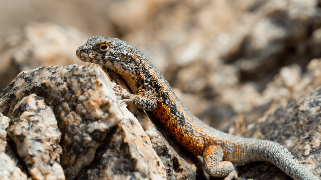 How Iguanas Survive On Just Rabbit Chow | IFLScience