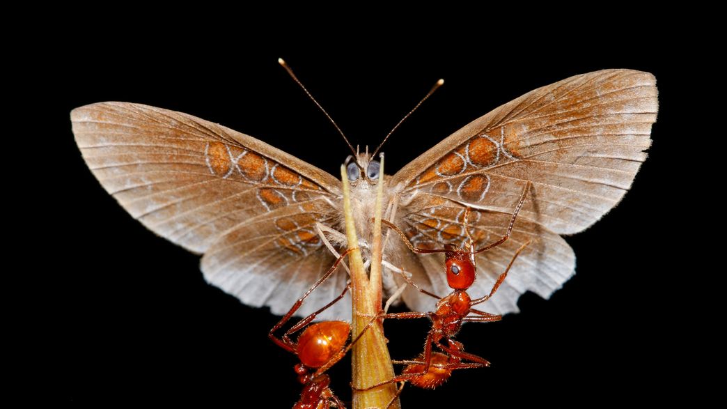 This Thieving Butterfly Turns Vicious Red Ants Into Brainwashed ...