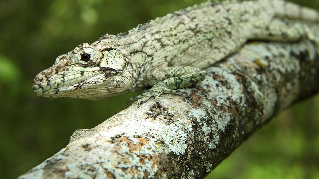 New Lizard Is A Dead Ringer For Its Cuban Cousin | IFLScience