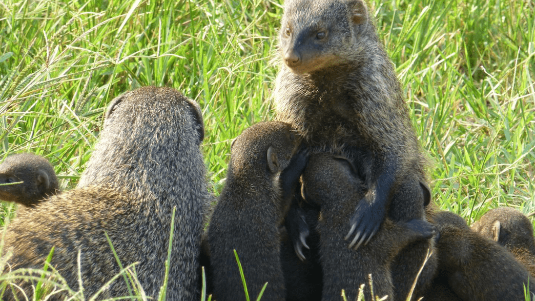 How Mongoose Moms Protect Their Pups Before They’re Born | IFLScience