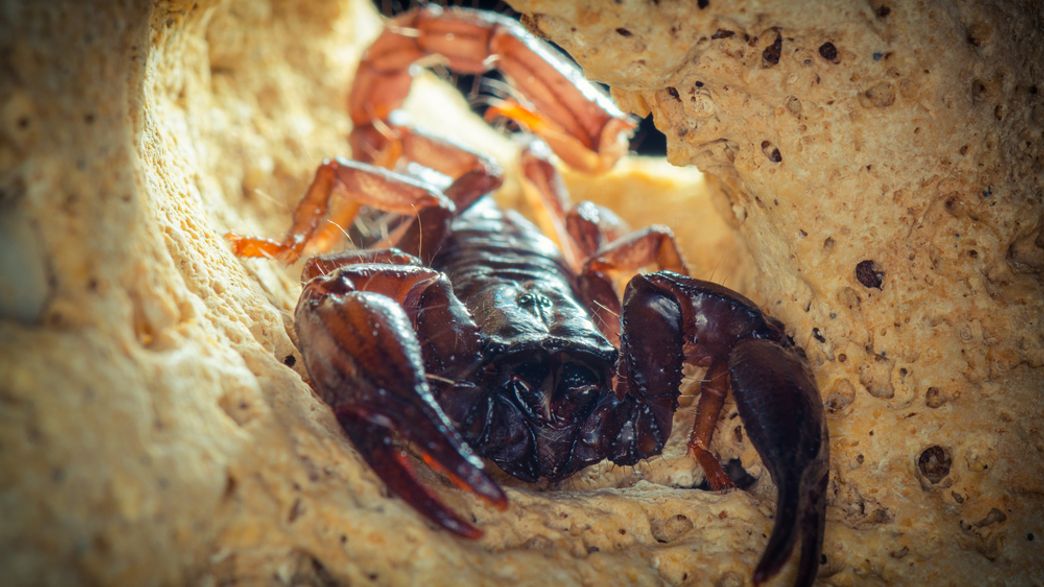Scorpions Have Similar Tastes In Interior Burrow Design | IFLScience