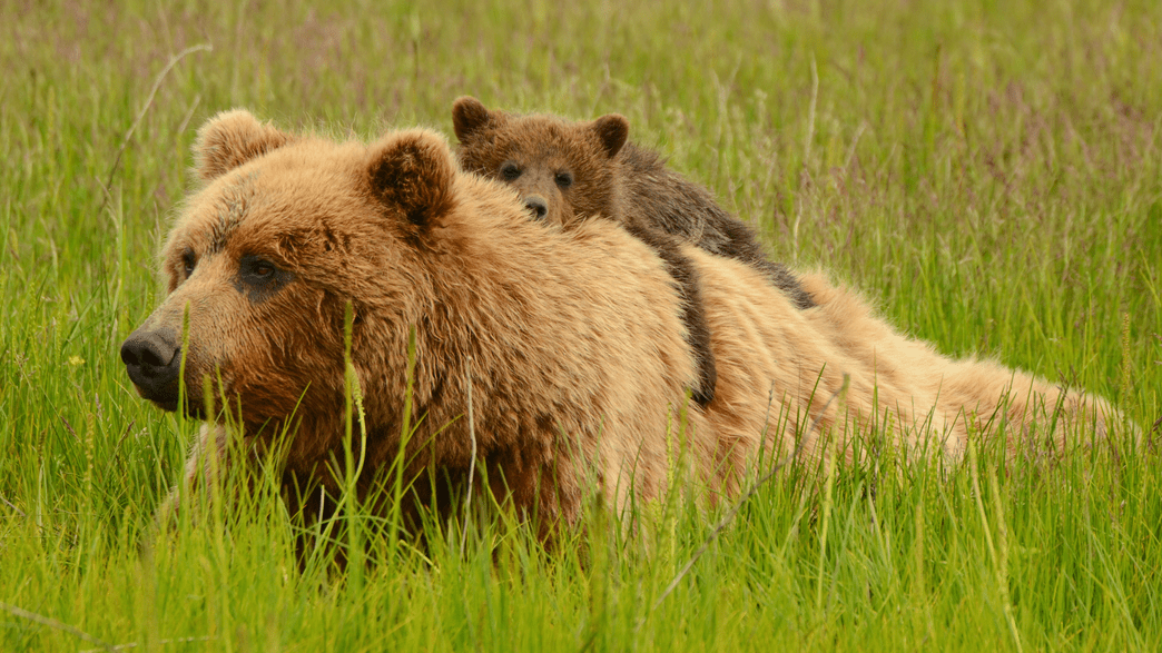 Bear Moms Use Human Shields To Protect Cubs From Infanticidal Males ...
