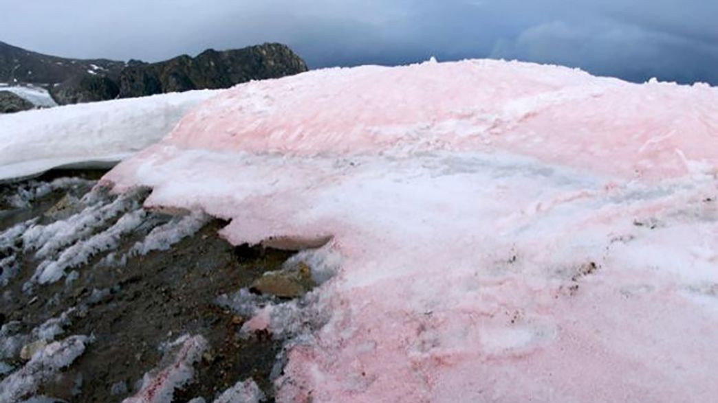 "Watermelon Snow" Is Causing Arctic Glaciers To Melt Even Faster ...