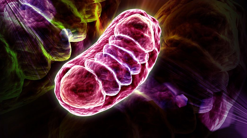 Paternal Mitochondria Self-Destruct After Fertilization | IFLScience