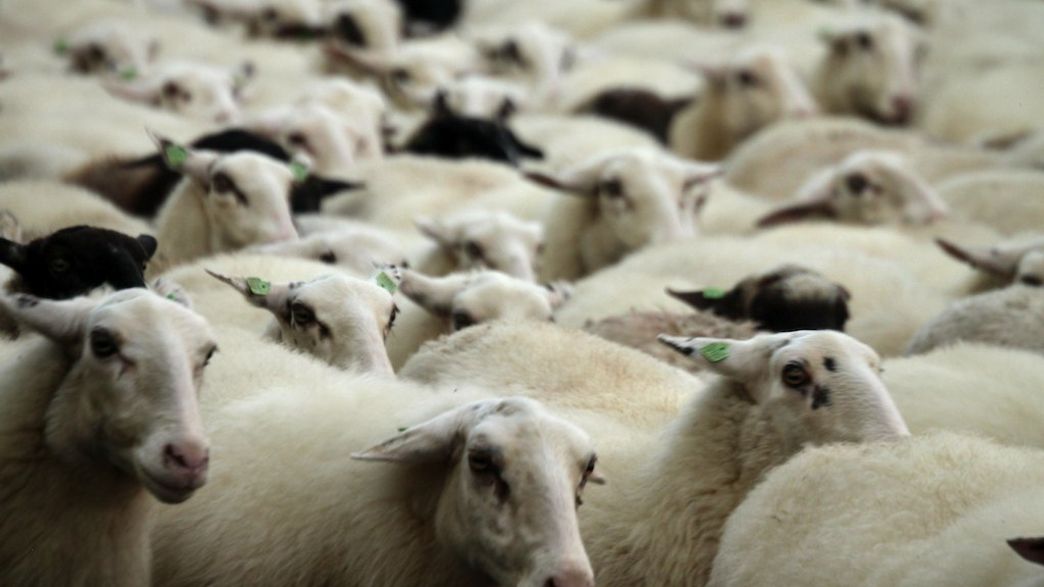 Sheep Get High On Valium To Help Scientists Understand Anxiety In Farm ...
