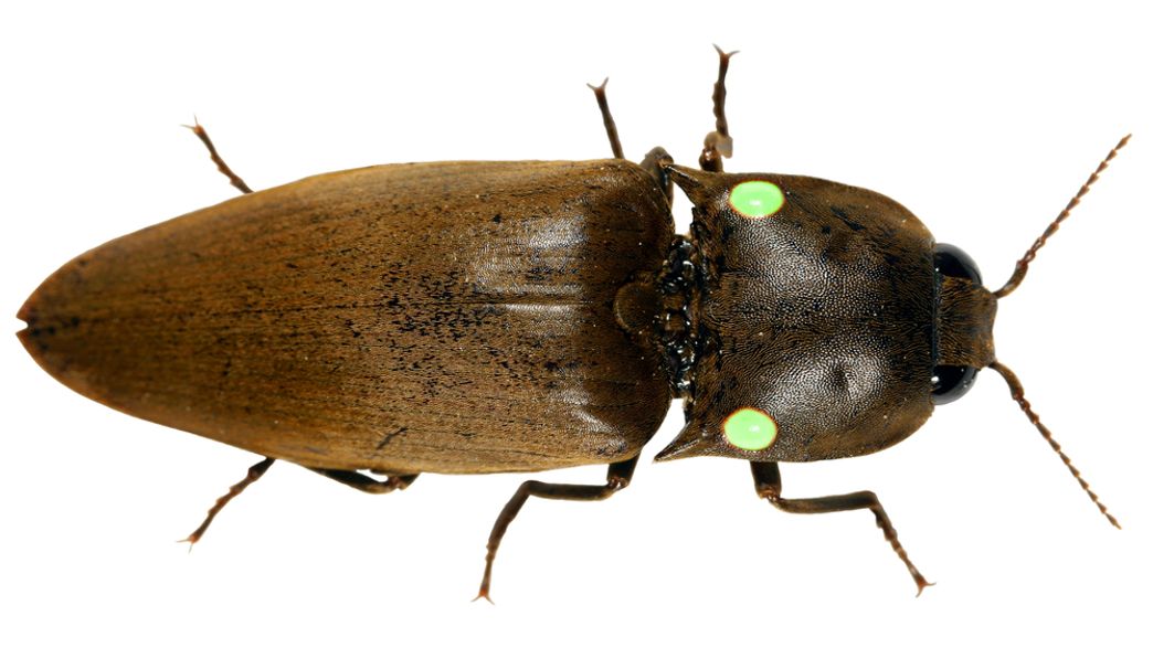 Animals With Glowing Courtship Displays Are More Likely To Diversify ...