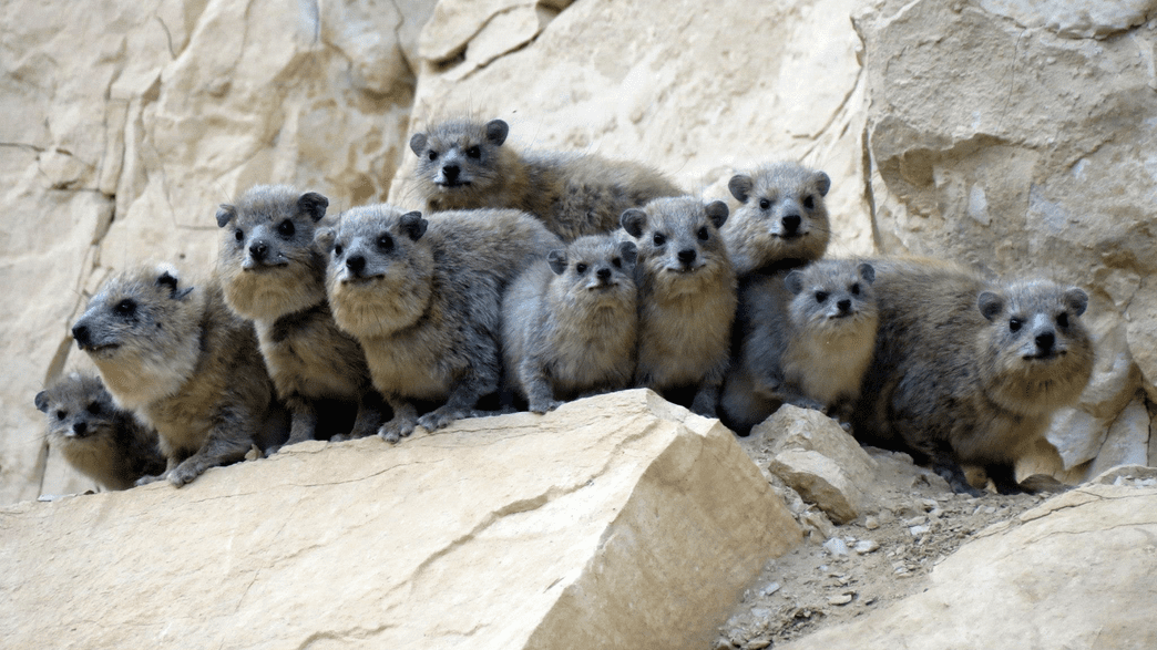 Animals Inherit Their Mother's Social Network | IFLScience