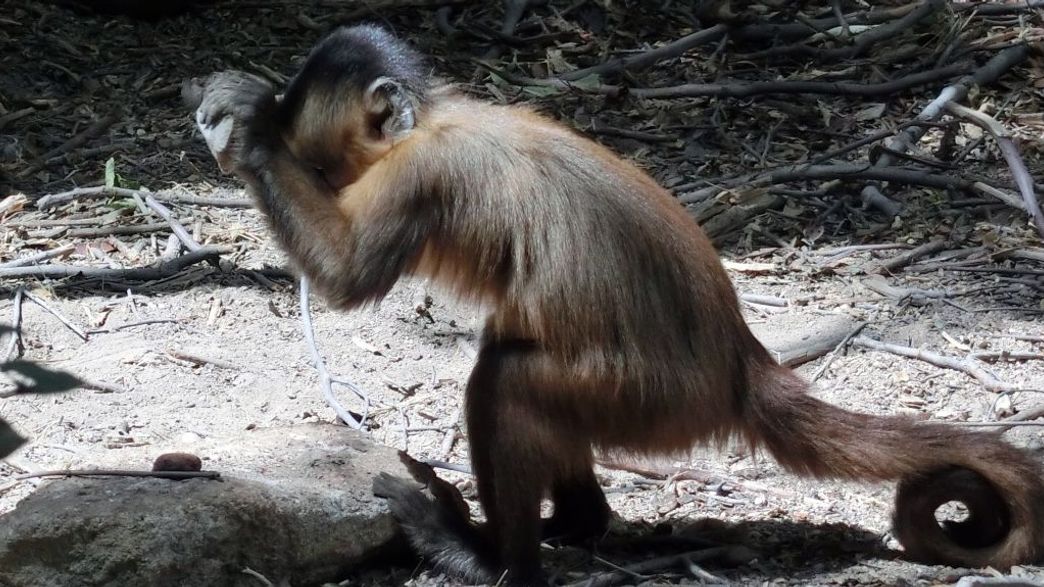 Monkeys In Brazil Entered The Stone Age 700 Years Ago | IFLScience