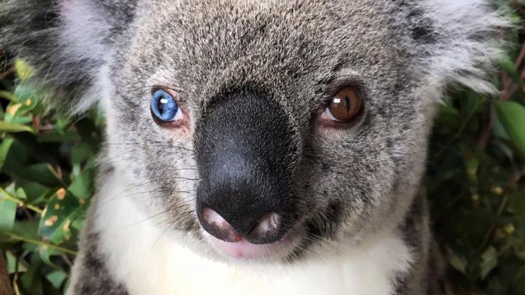 Meet Bowie, The Rescue Koala With Different Colored Eyes | IFLScience