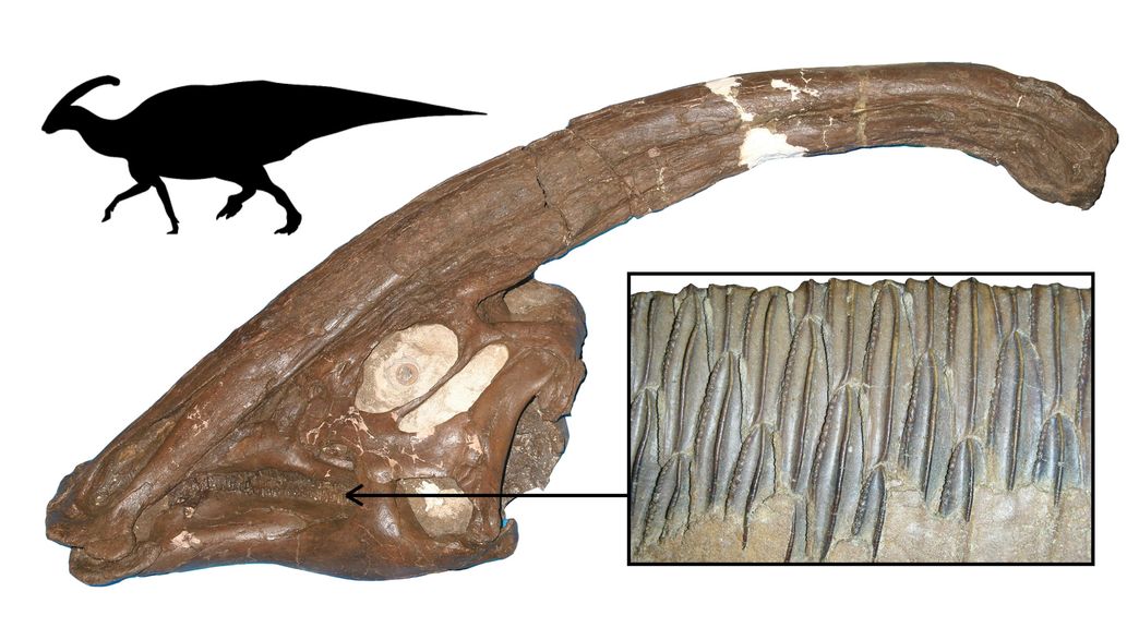 Plant-Eating Dinosaur Success Was In The Jaws | IFLScience